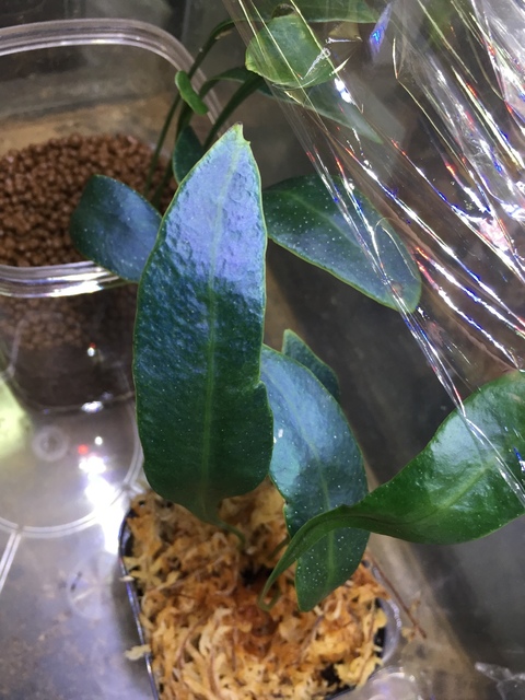 青く反射する植物 ミクロソリウム・サイアメンシス （Microsorum siamensis）: GREEN ONE ブログ